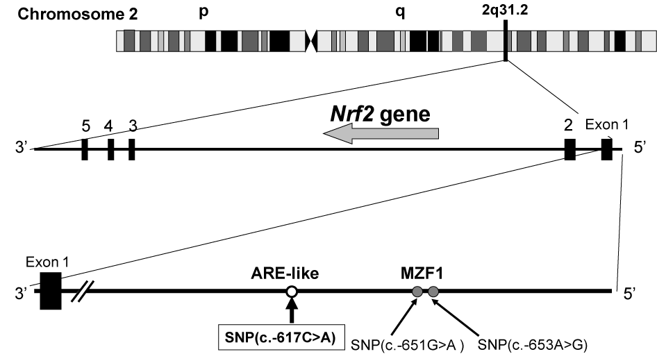Nrf2基因作为一把双刃剑:其遗传多态性的临床相关性